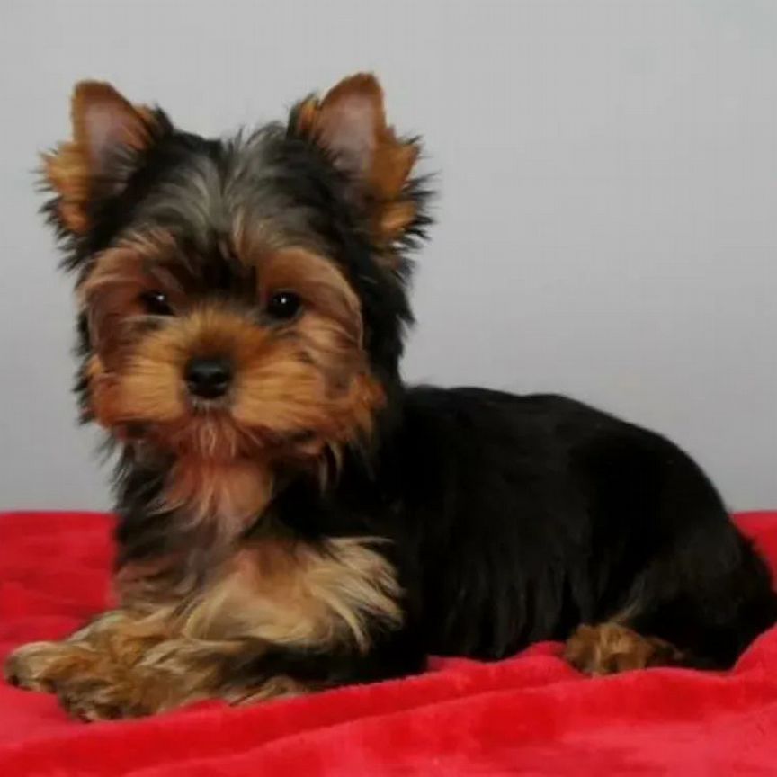 Йоркширский терьер, щенок