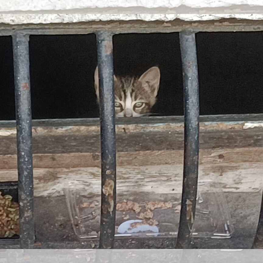 Котята Театральные