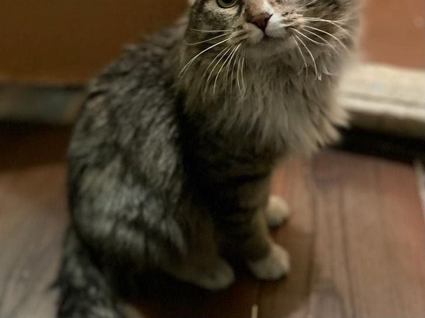 Коту некуда идти