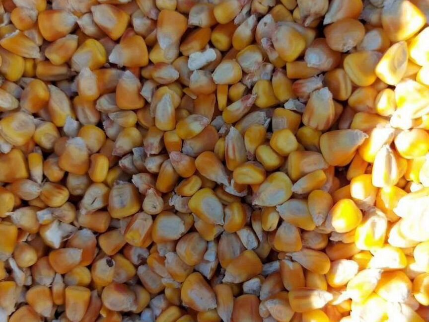 Кормовой овёс, Просо на корм