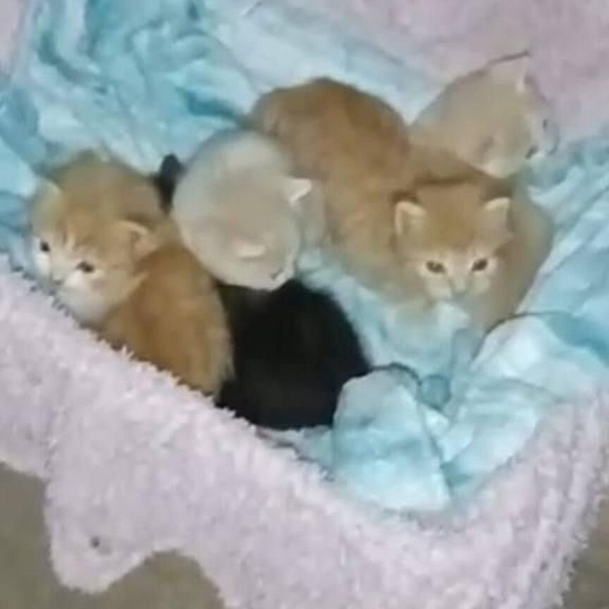 Рыжие котята в добые руки