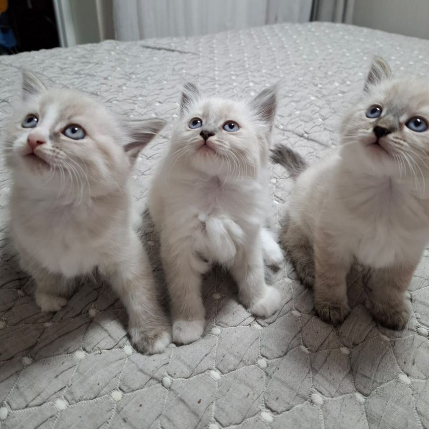 Котята невская маскарадная порода