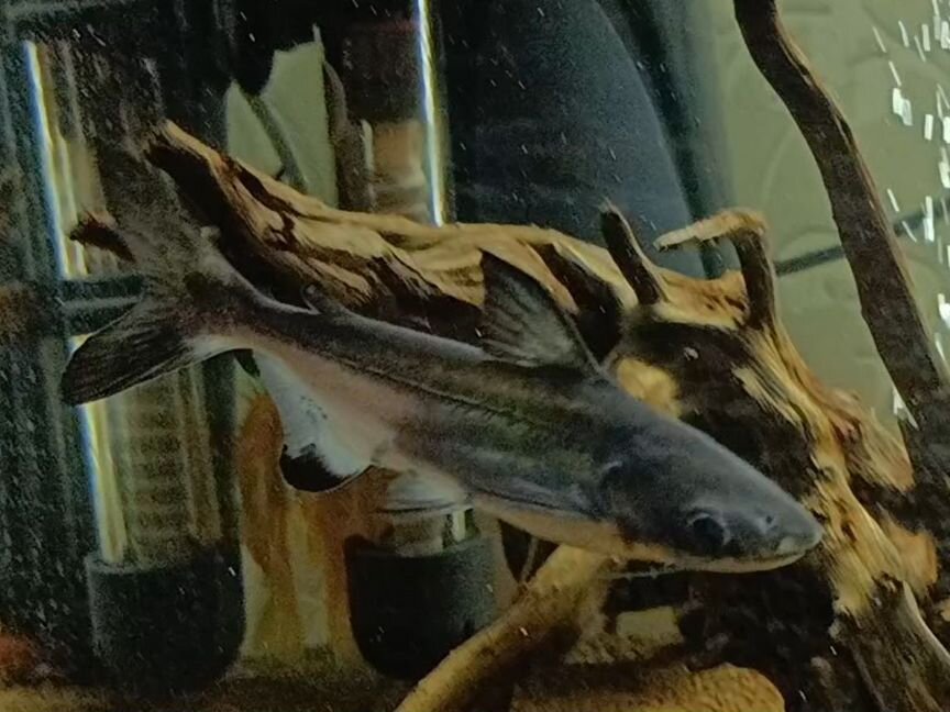 Аквариумные рыбки