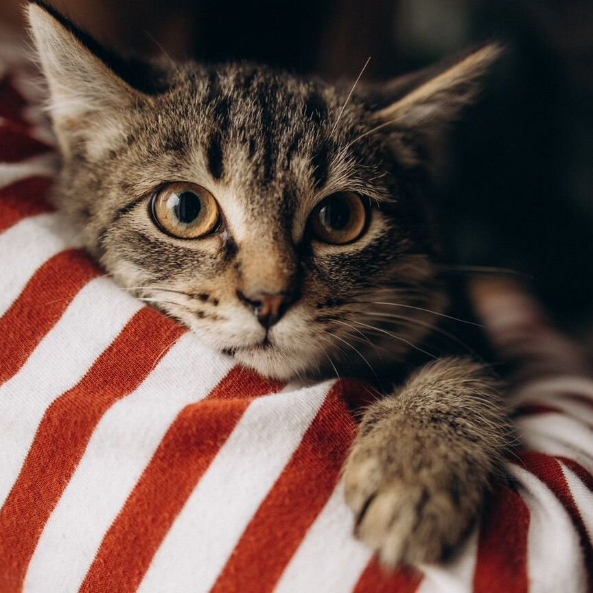 Котёнок в добрые руки