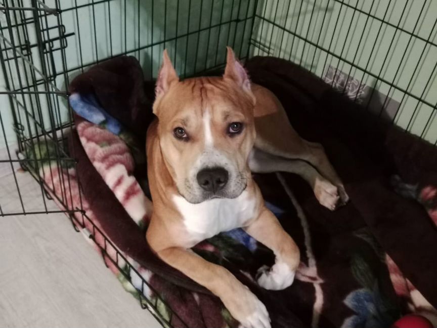 Американский Стаффордширский Терьер Вязка