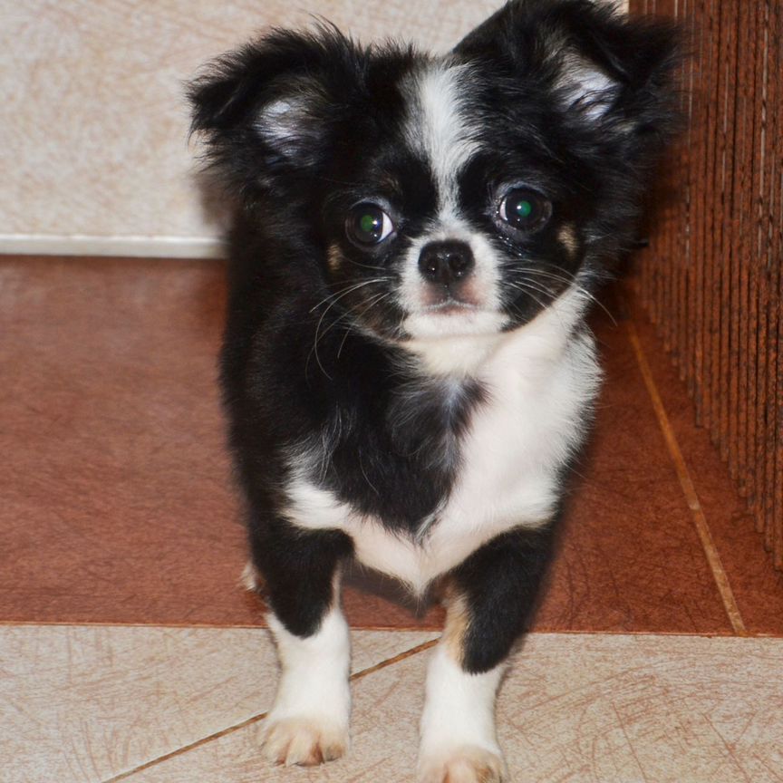 Чихуахуа мальчик черный триколор д ш