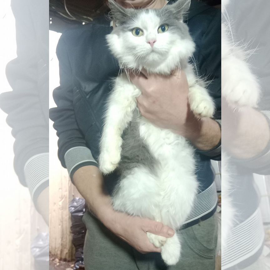 Котята бобтейл