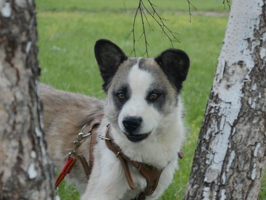 Потрясающий пёс из приюта ищет дом