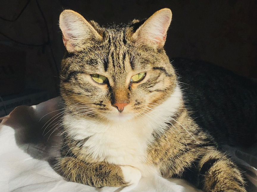 Кошка на вязку