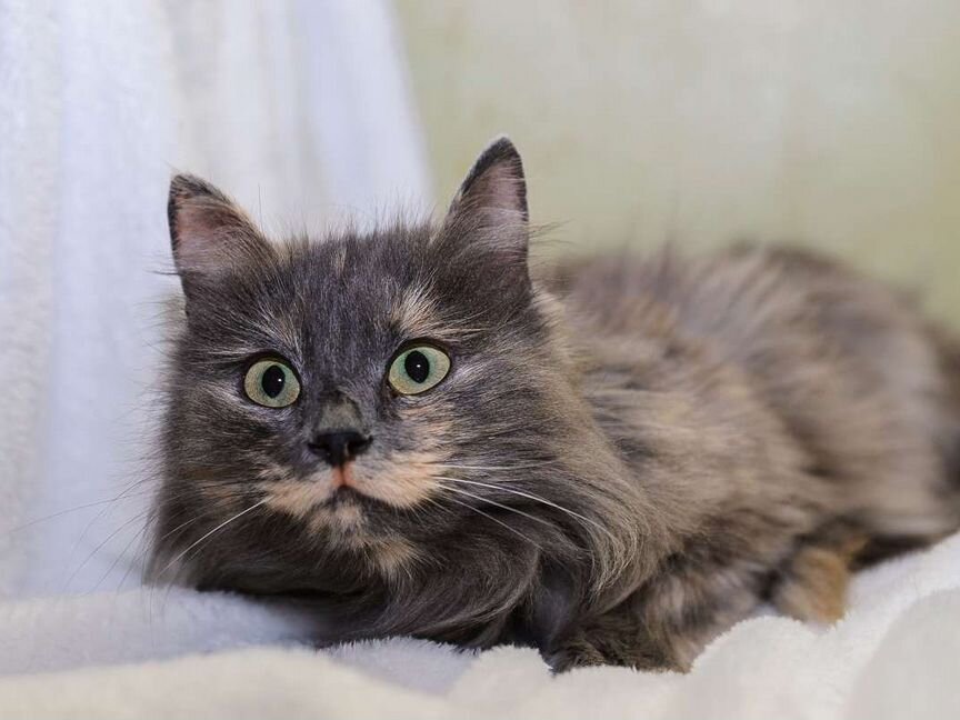 Дымка ищет дом