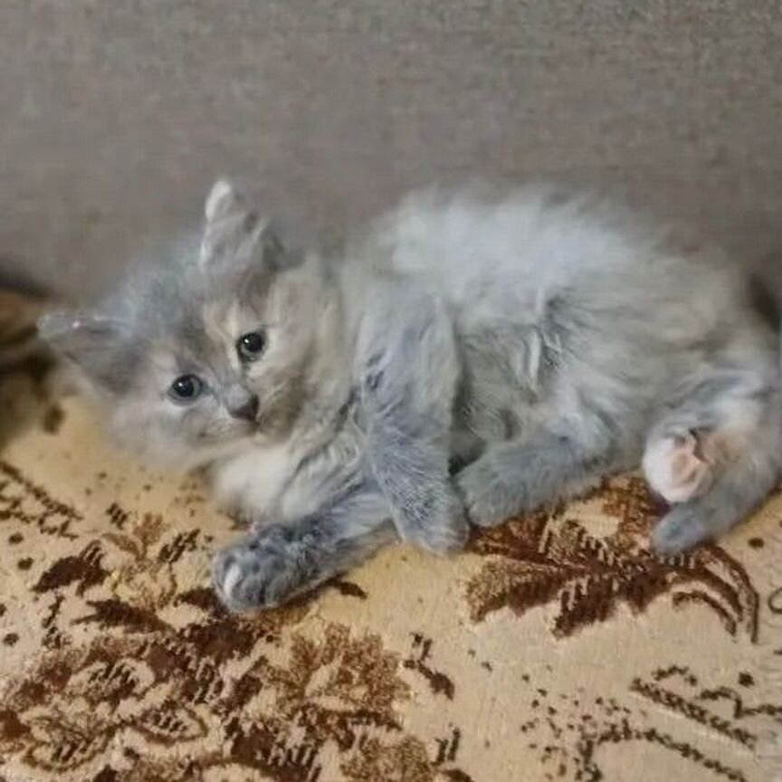 Сибирский котёнок