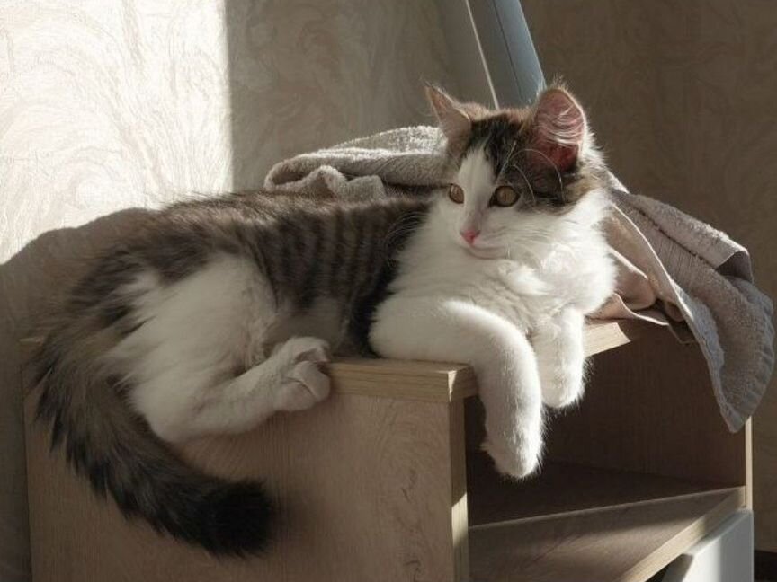 Чудесный котенок ищет новый дом
