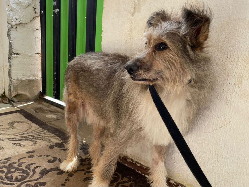 Собака в добрые руки