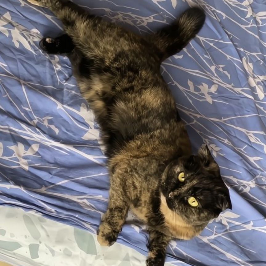 Взрослая, Девочка кошка в добрые руки