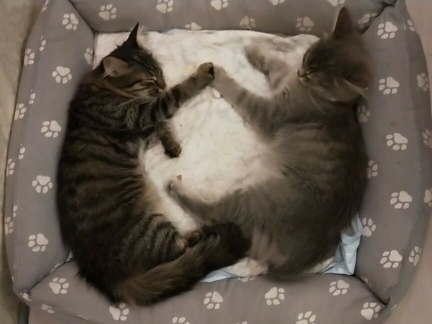 Отдам в добрые и заботливые руки