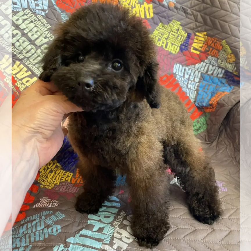 Пудель, щенок