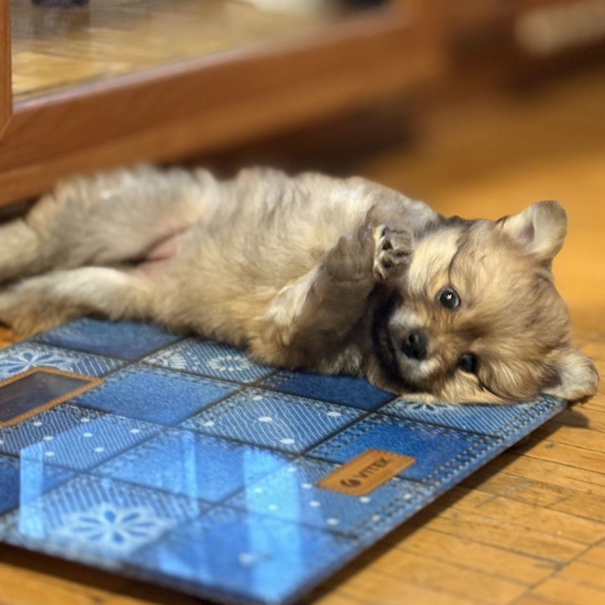 Померанский шпиц, щенок