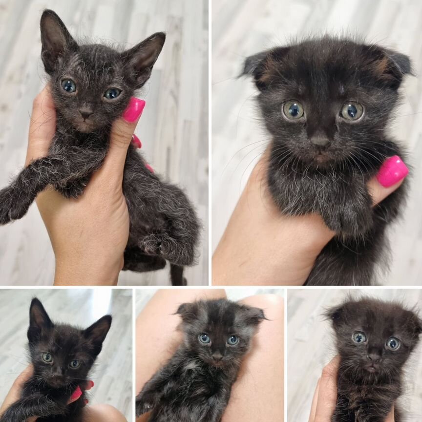Котята родились 18.05