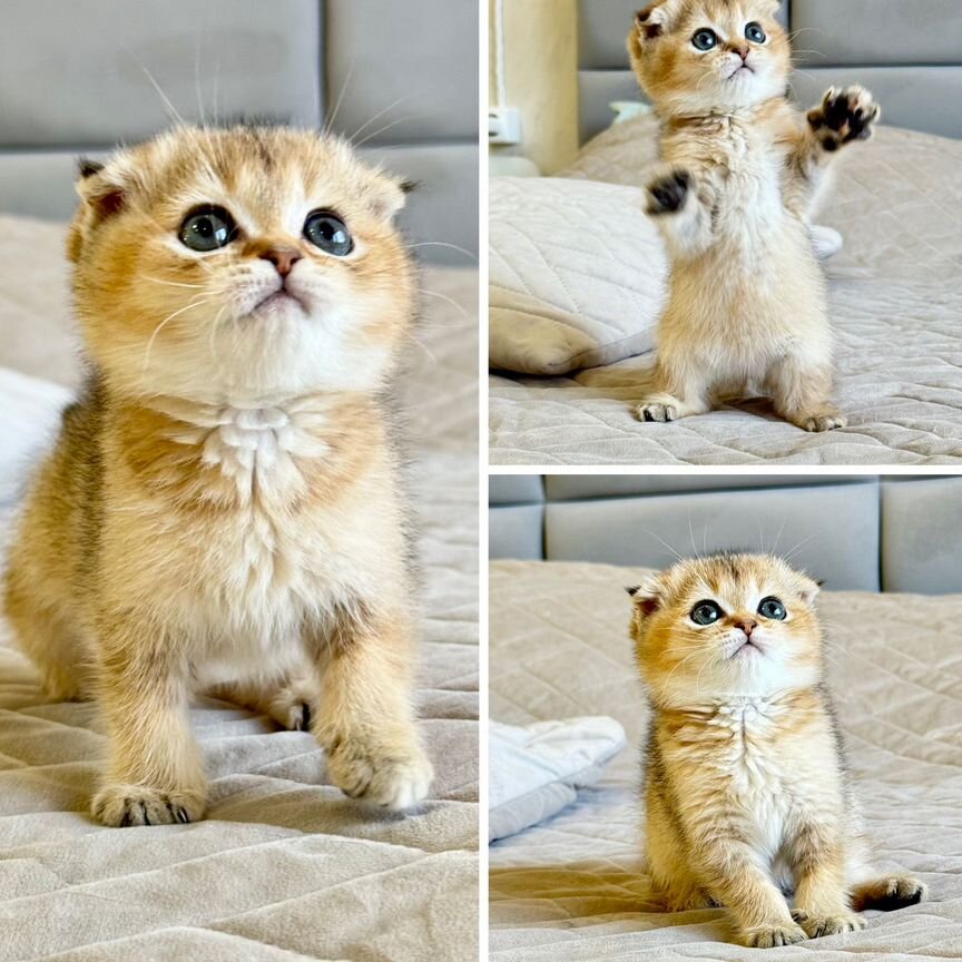 Шотландский вислоухий короткошёрстный котёнок
