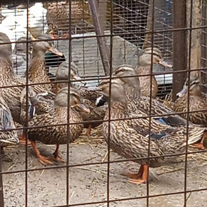 Подсадные утки