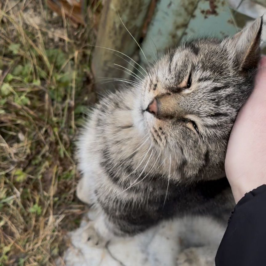 Взрослая кошка в добрые руки