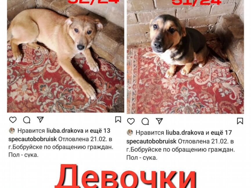 Щенки из усыпалки, успеть спасти