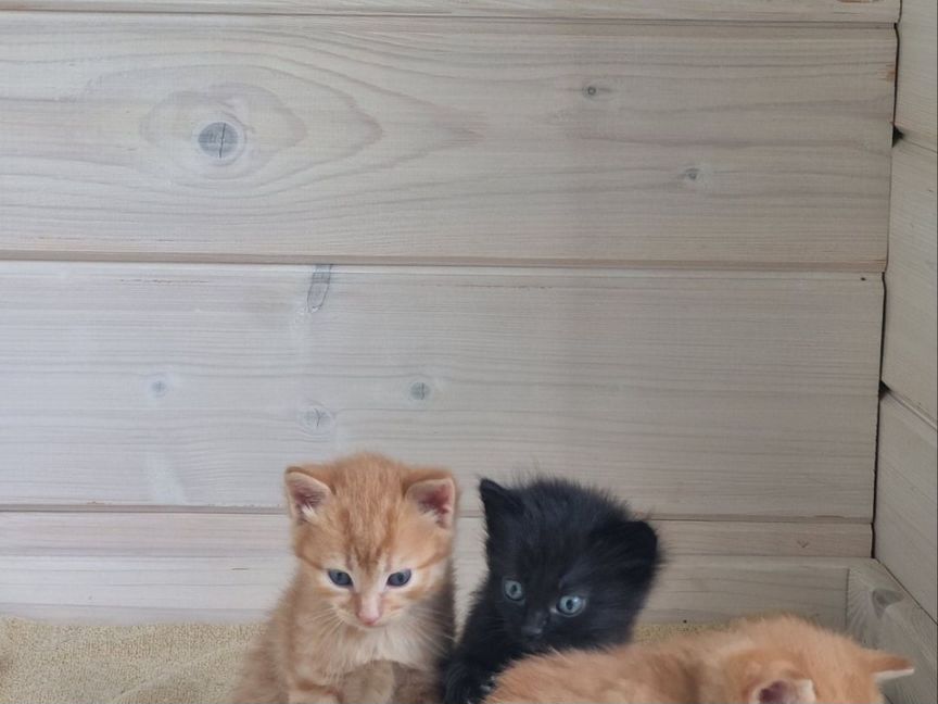 Котята в добрые руки бесплатно