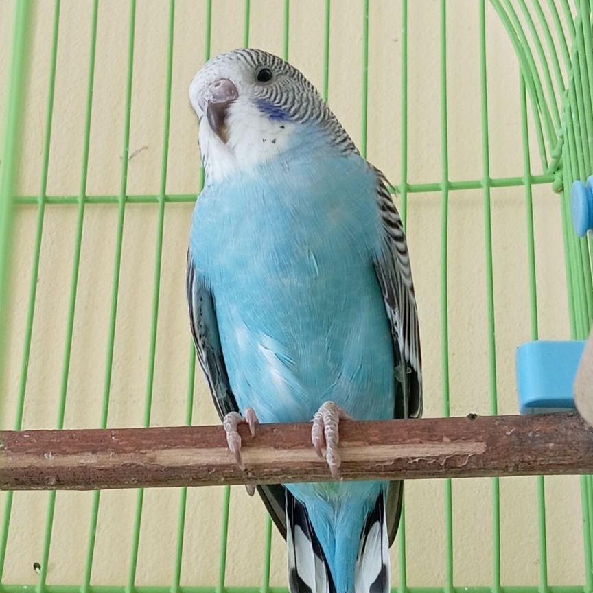 Птенцы волнистый попугай