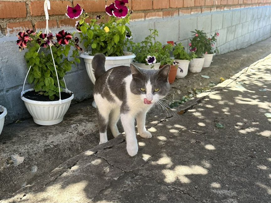 Кот бобтейл