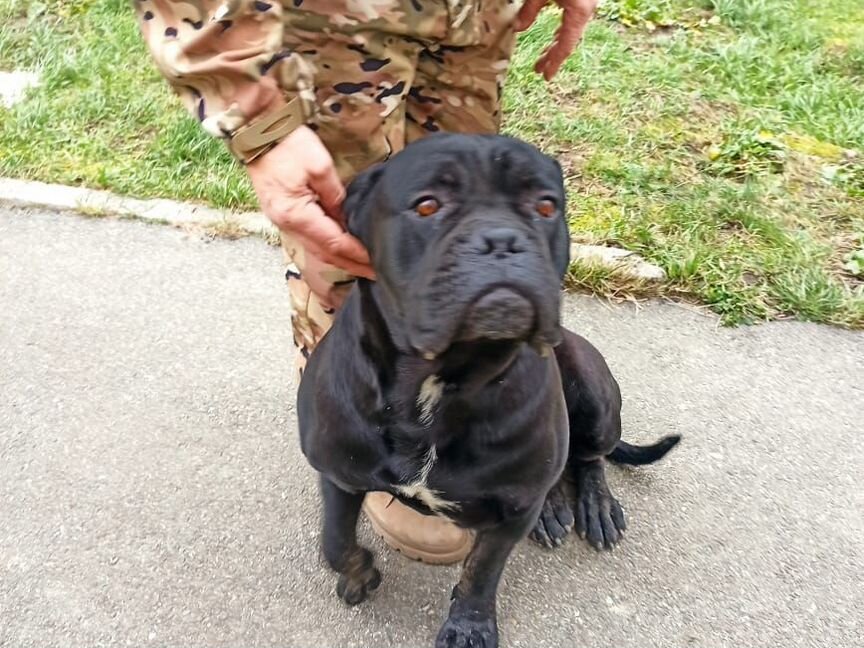 Найден кобель Кане Корсо