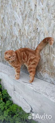 Кот шотландский вислоухий