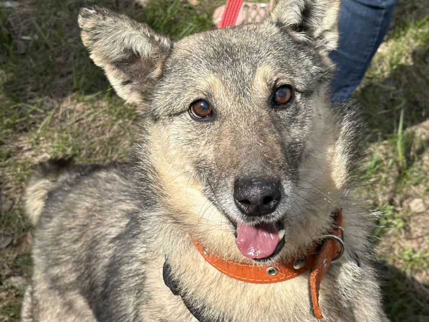 Забавный миниатюрный пёсик оказался в приюте