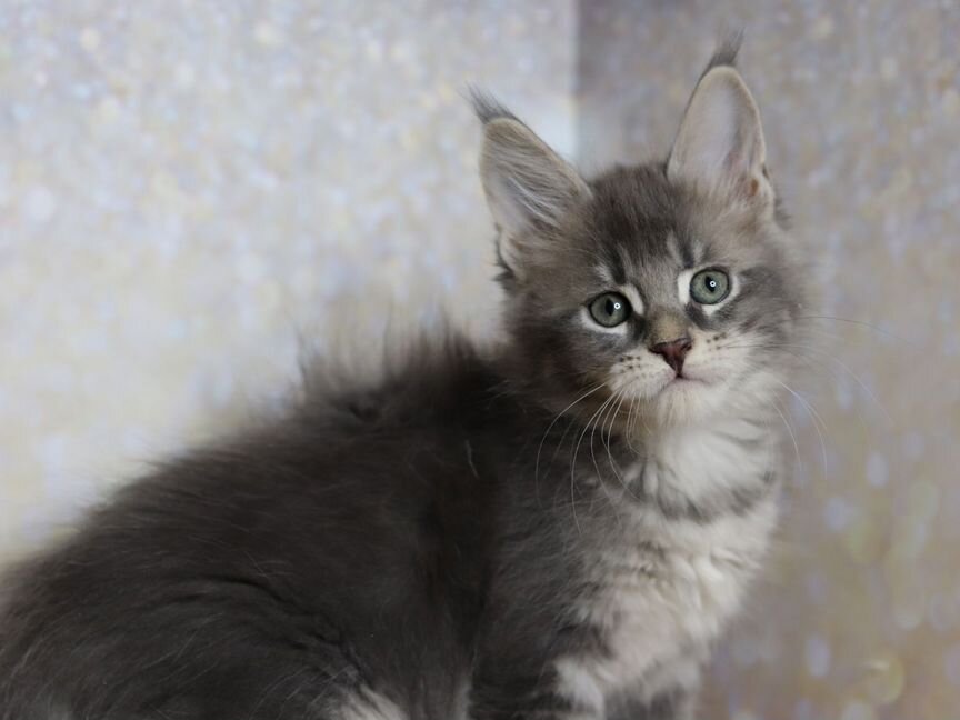 Мейн-кун чудо котенок, 2.5 мес, питомник