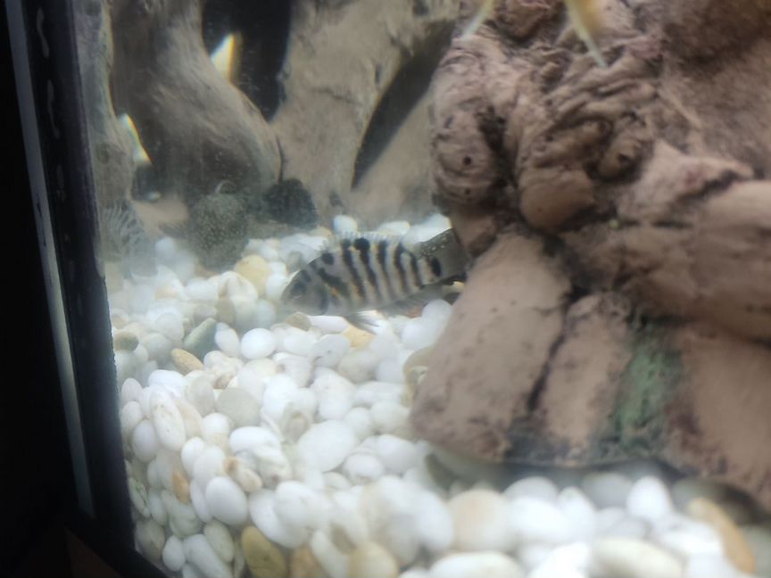 Рыба цихлиды чернополосые 2-3 см