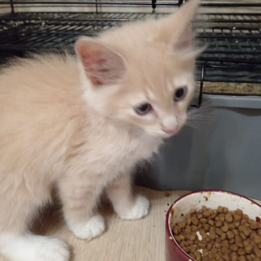 Отдаю сиамского котёнка