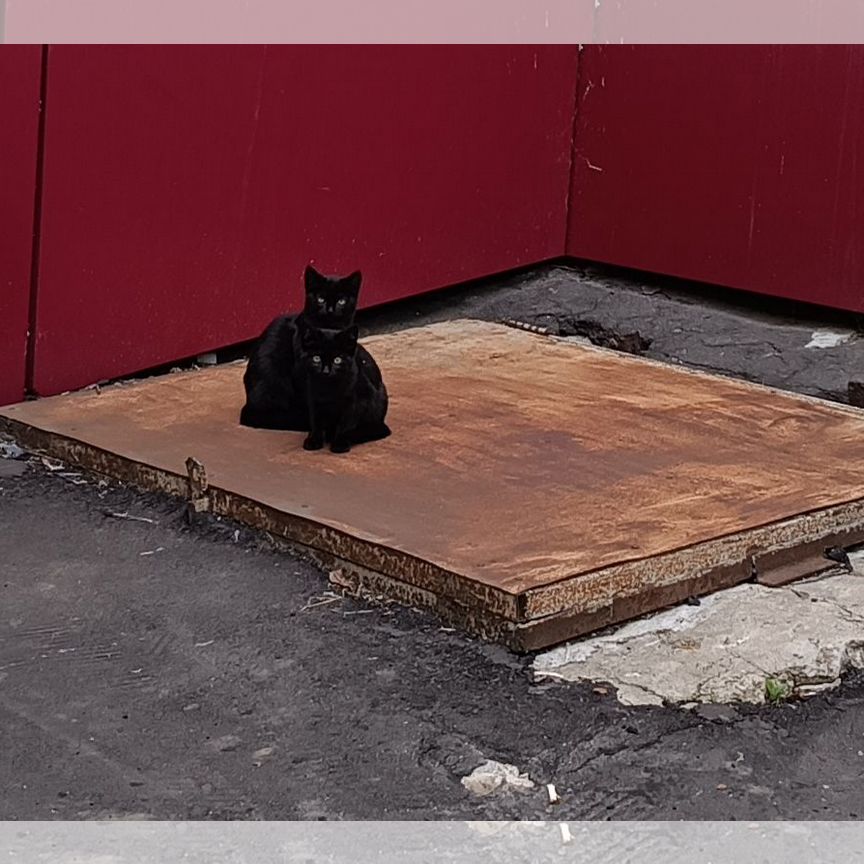 Бездомные котята