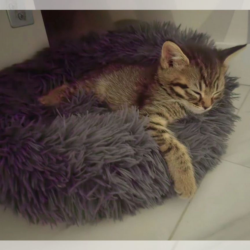 Котёнок в добрые руки