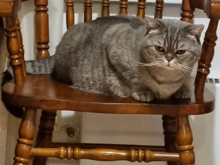 Отдам кота за вознаграждение с моей стороны