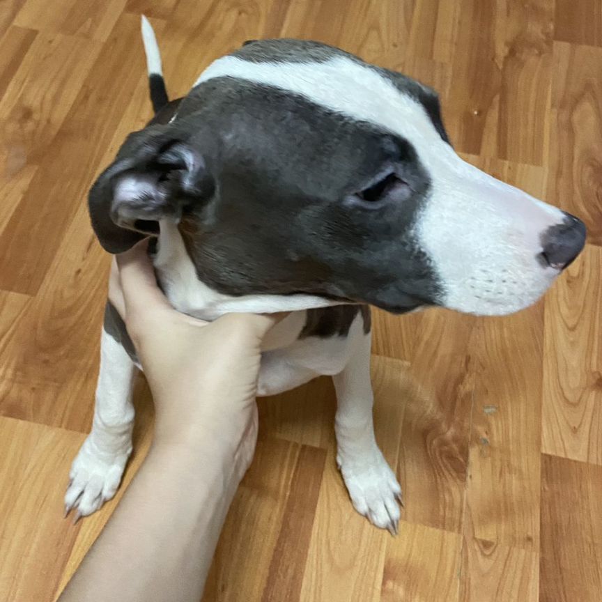 Стаффордширский бультерьер, щенок