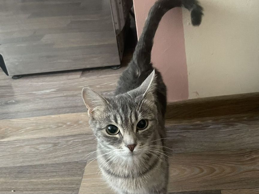 Очень клевая кошка