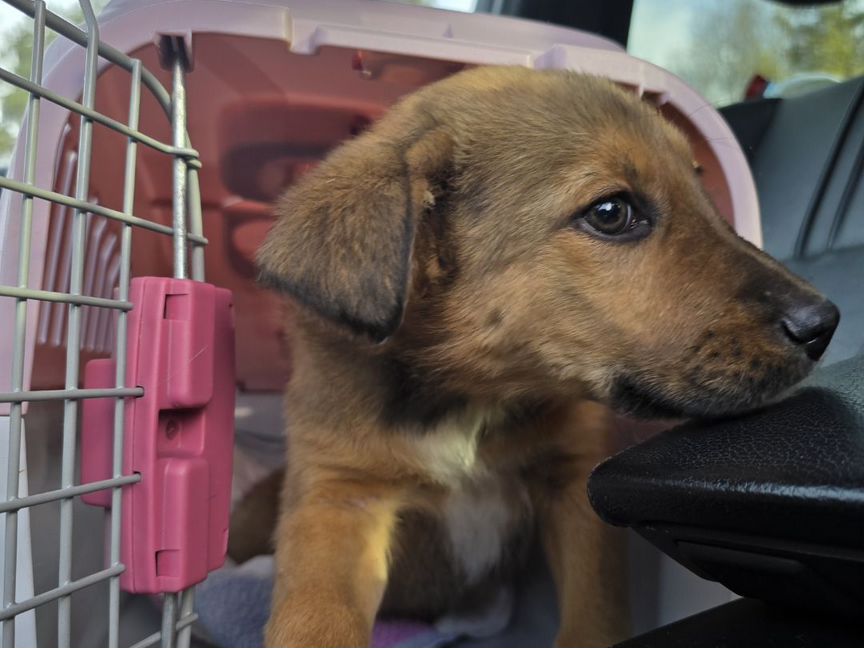 Щенок в добрые руки