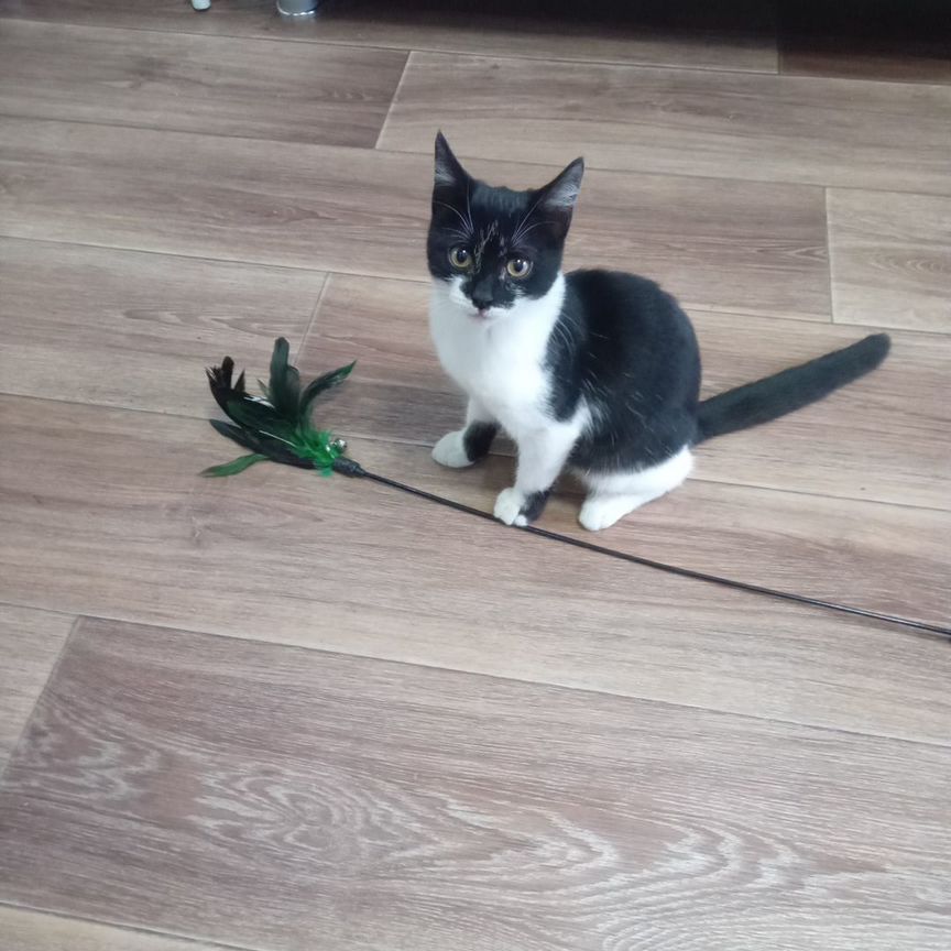 Котёнок в добрые руки