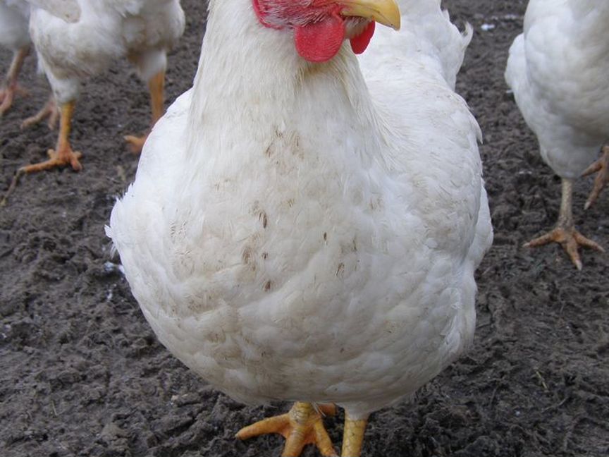 Продам куриц несушек
