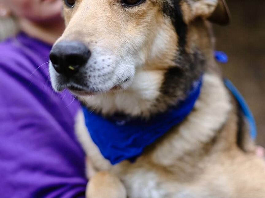 Собака в добрые руки Хьюго