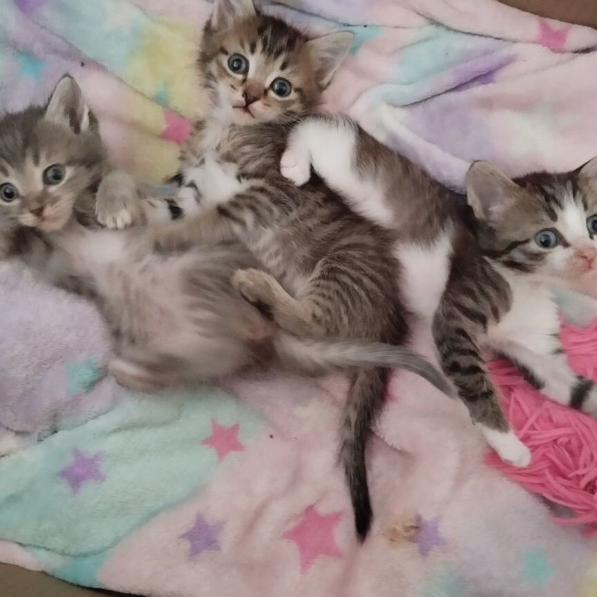 Котята в добрые руки