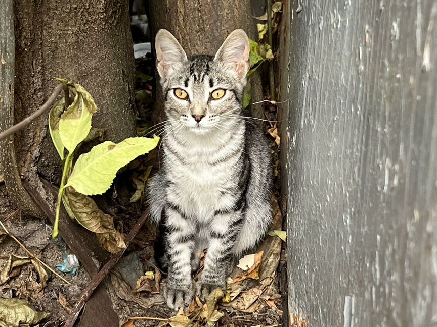 Котенок мальчик бесплатно