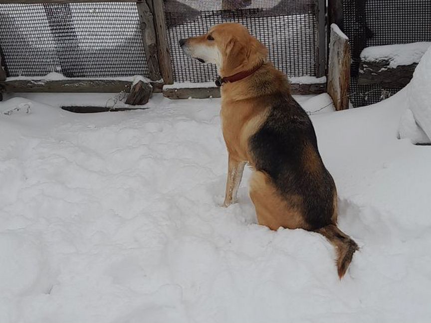 Продам выжлеца рг