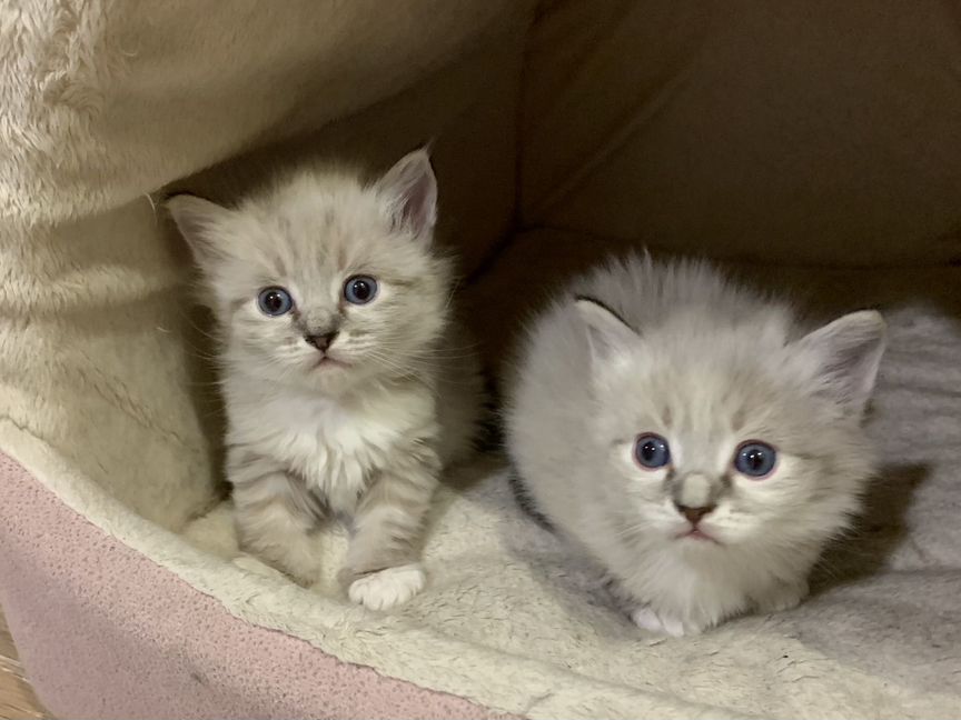 Невские Котята
