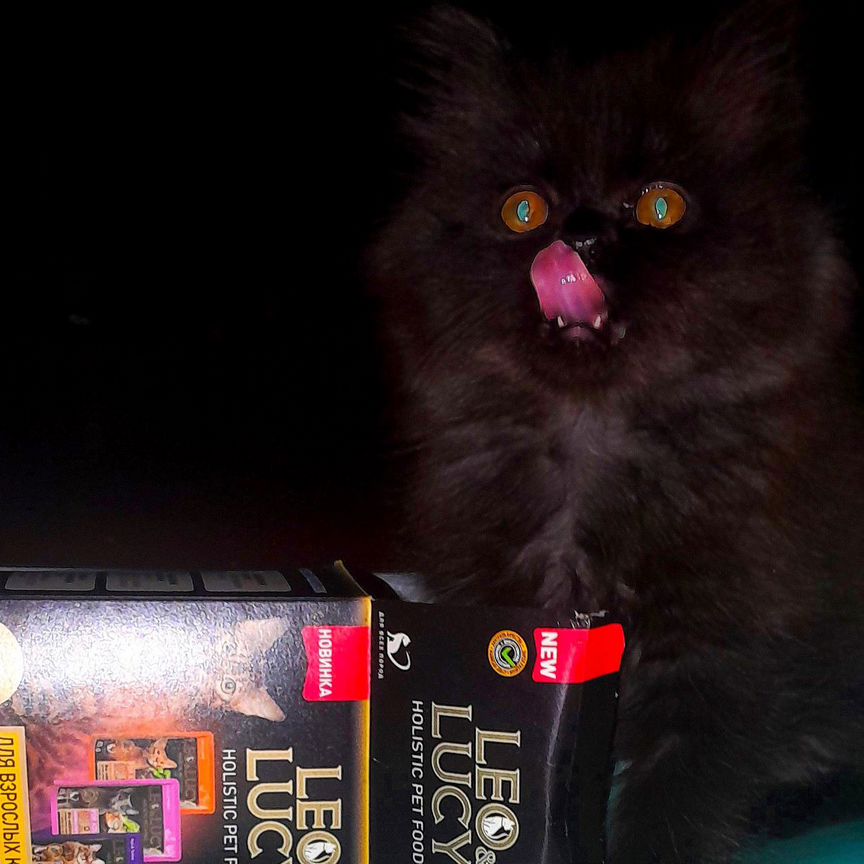 Шотландская кошечка