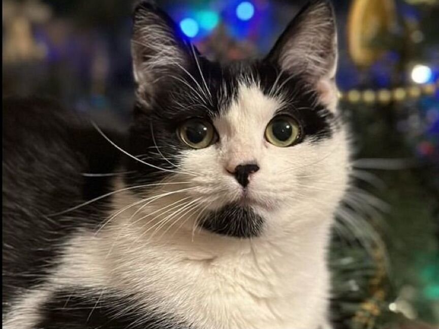 Кошечка 7 месяцев